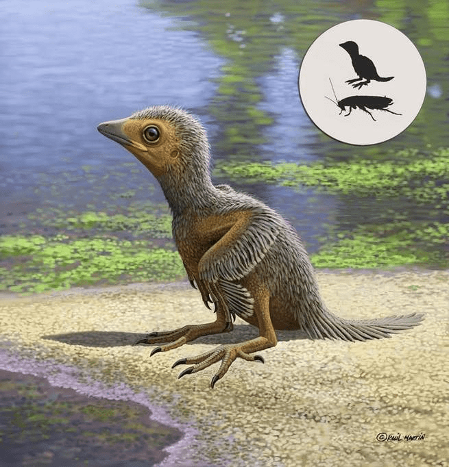Enantiornithes Fossil Analysis: Revolutionary Avian Development ...