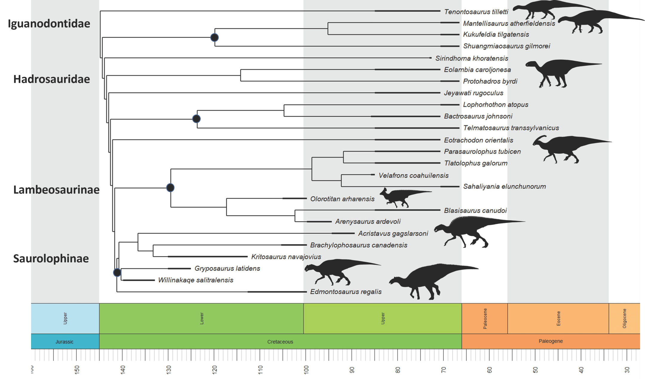 Ornithopod Phylogenetic Cladogram – James Ronan Palaeontologist