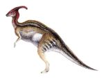 Parasaurolophus walkeri – James Ronan Palaeontologist
