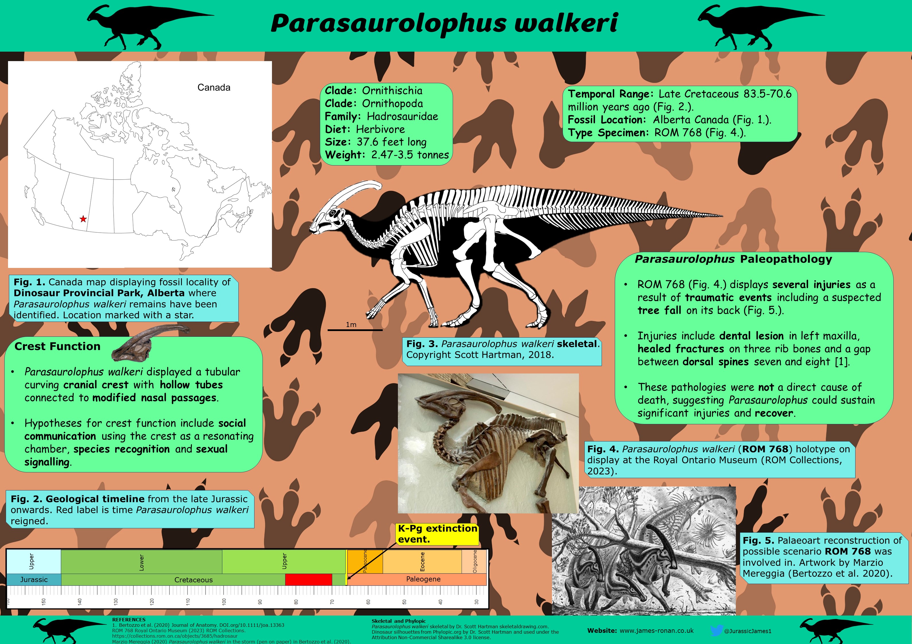 Parasaurolophus walkeri – James Ronan Palaeontologist