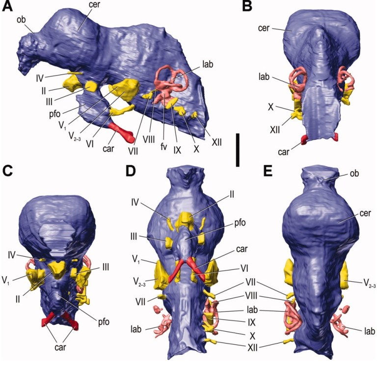 Lambeosaurus lambei – James Ronan Palaeontologist