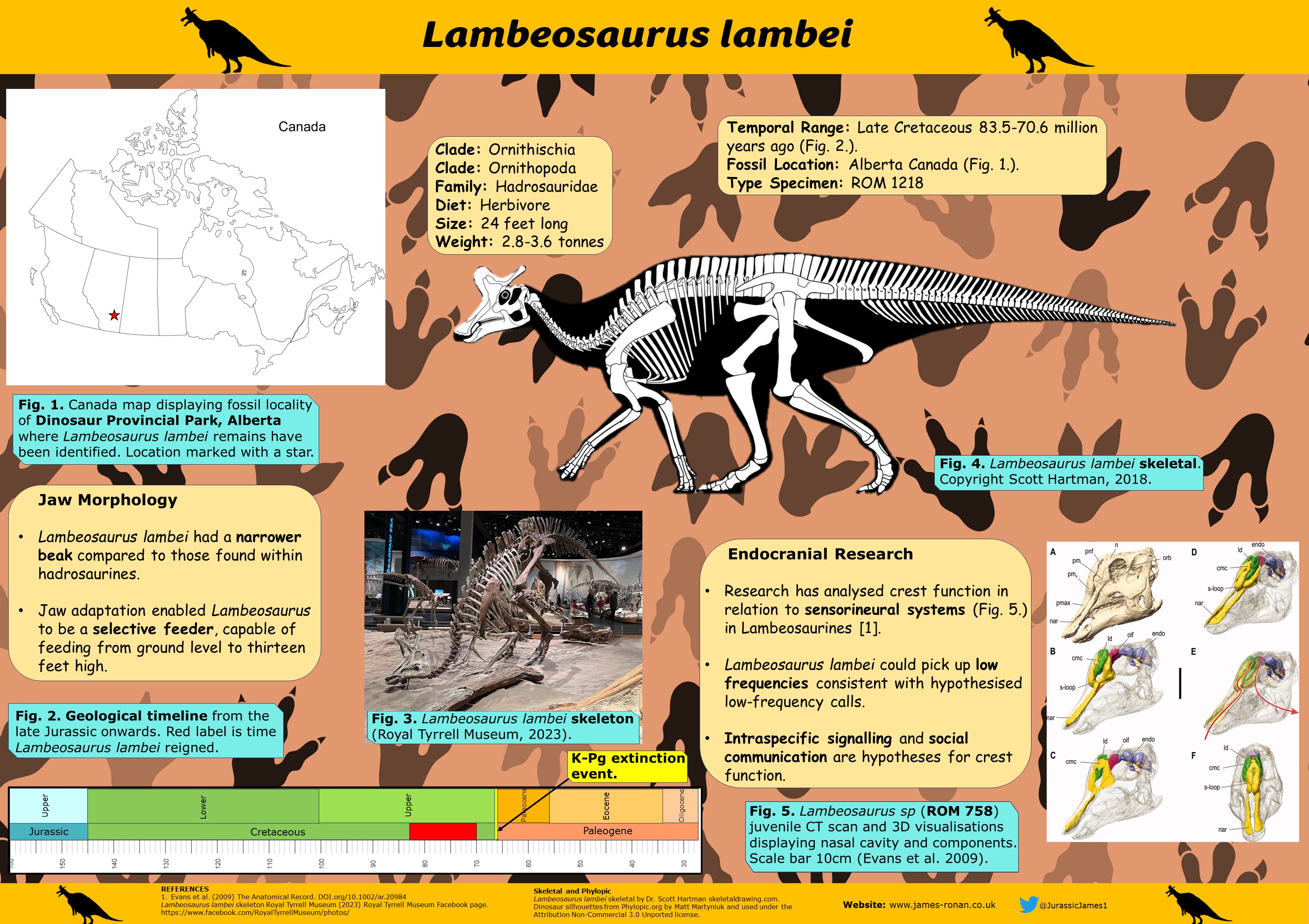 Lambeosaurus lambei – James Ronan Palaeontologist