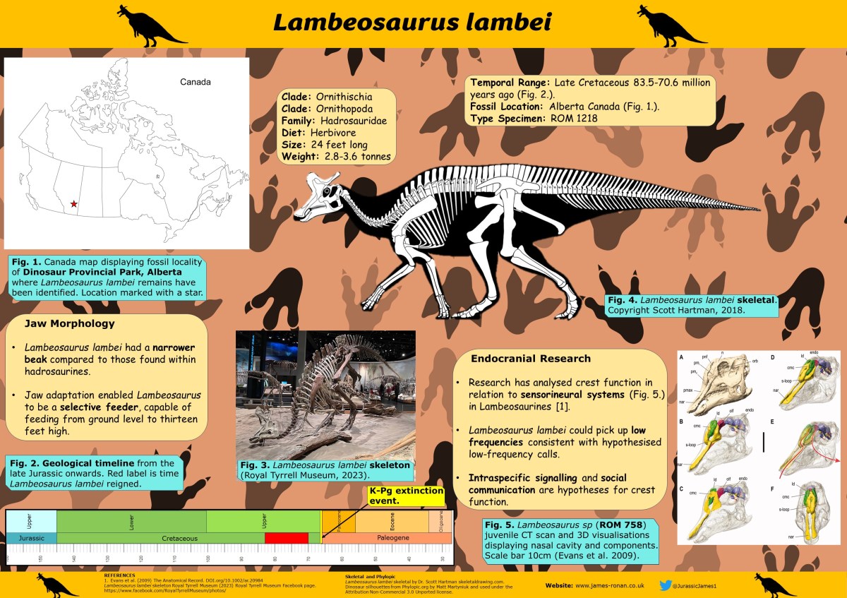 Lambeosaurus lambei – James Ronan Palaeontologist