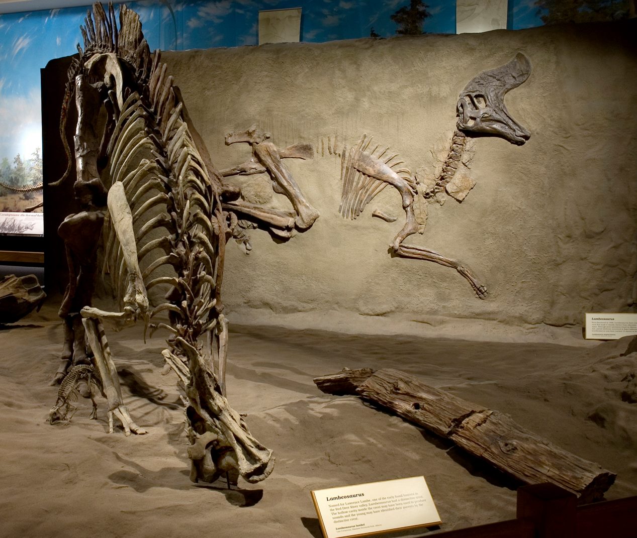 Lambeosaurus lambei – James Ronan Palaeontologist