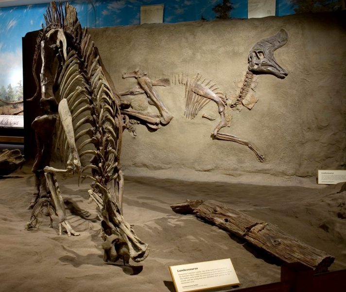 Lambeosaurus lambei – James Ronan Palaeontologist