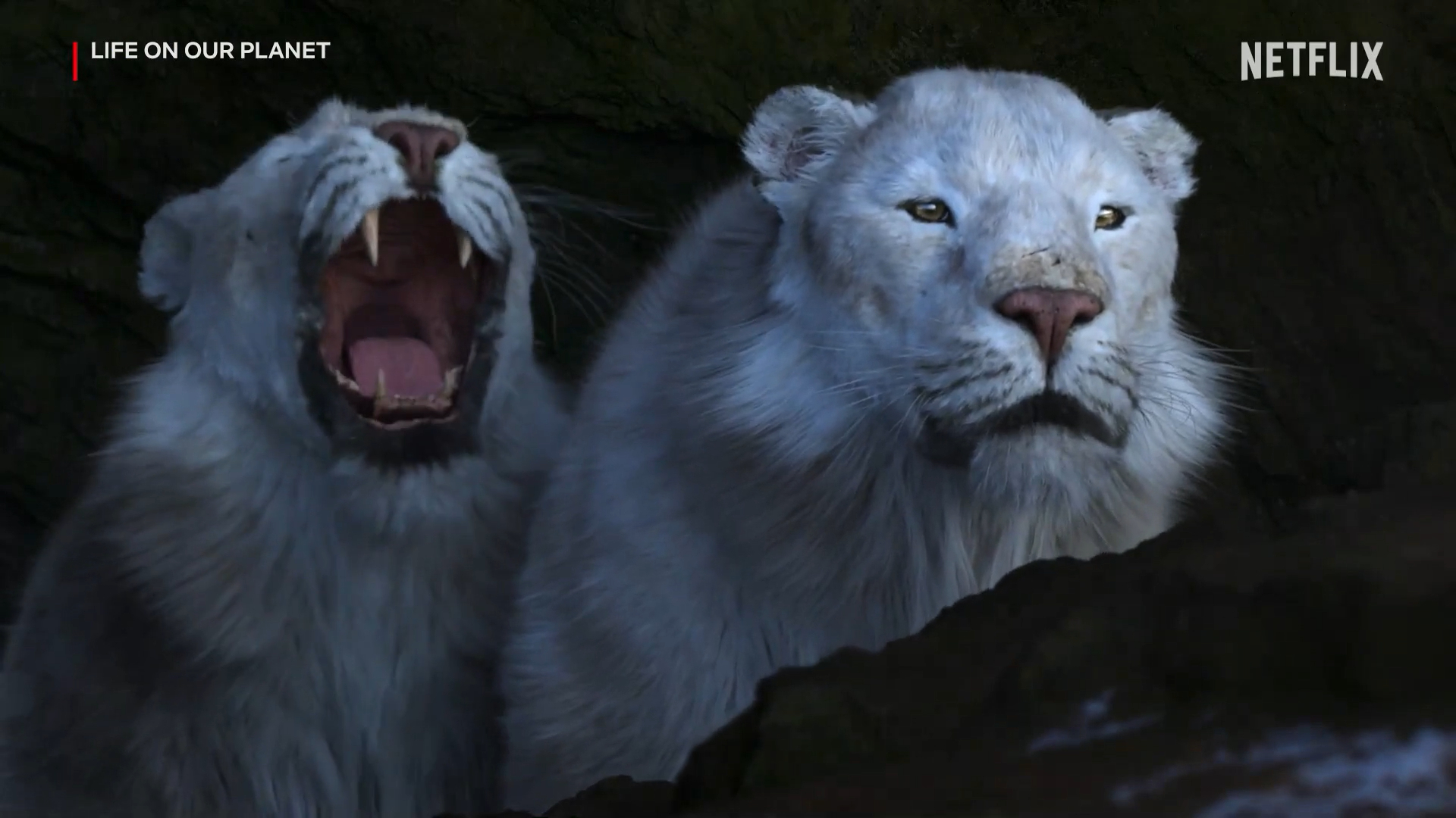 Exciting News: Life on Our Planet Netflix Documentary Episode Titles ...