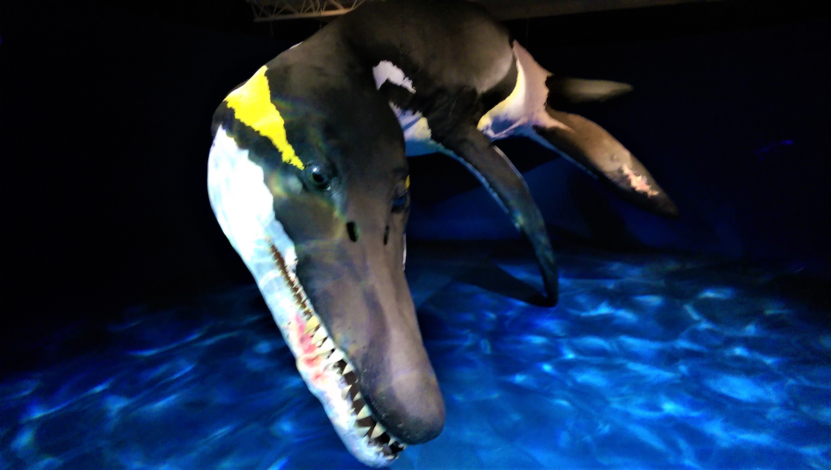 Pliosaurus! Exhibition – James Ronan Palaeontologist