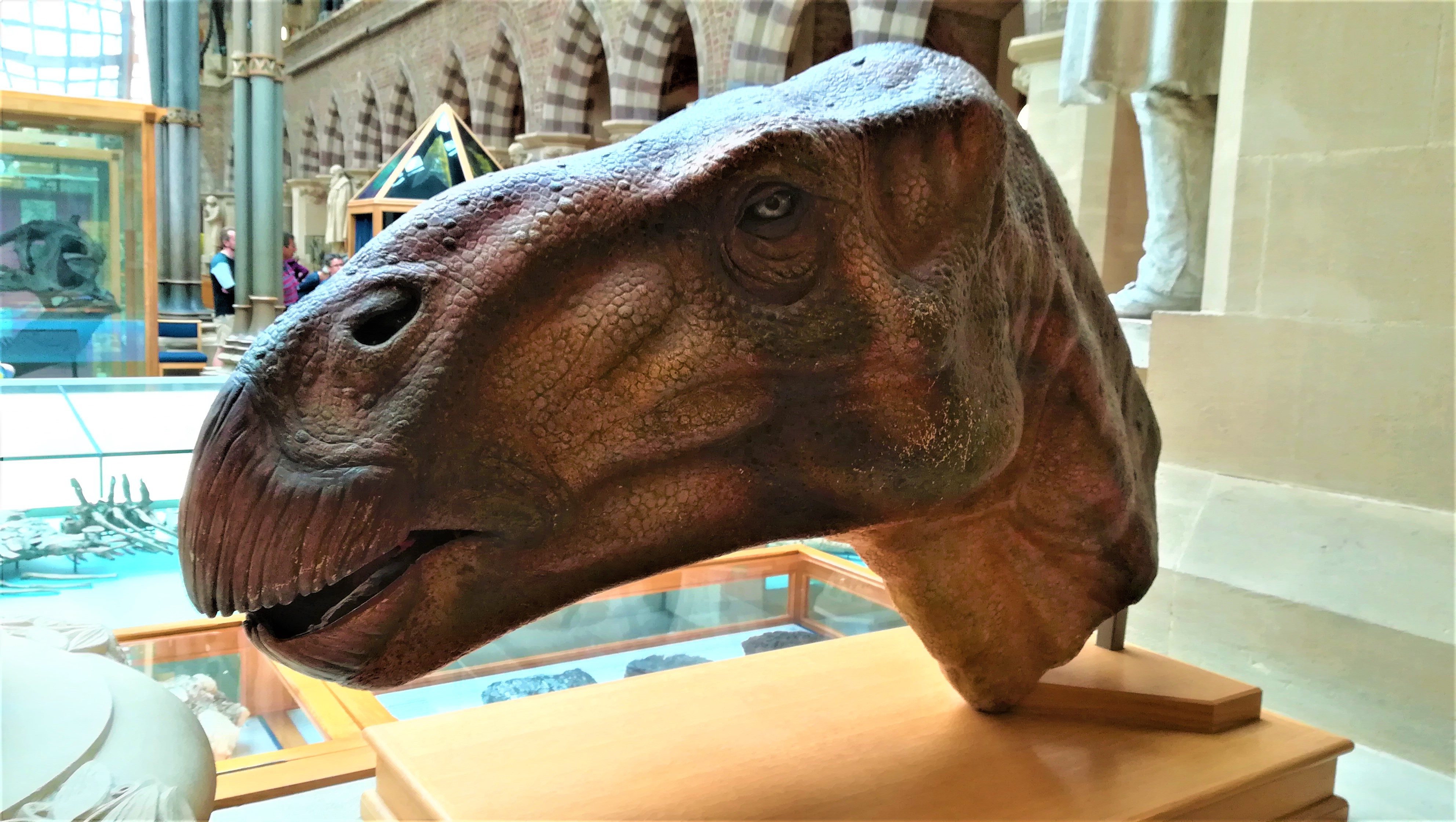 Iguanodon bernissartensis – James Ronan Palaeontologist