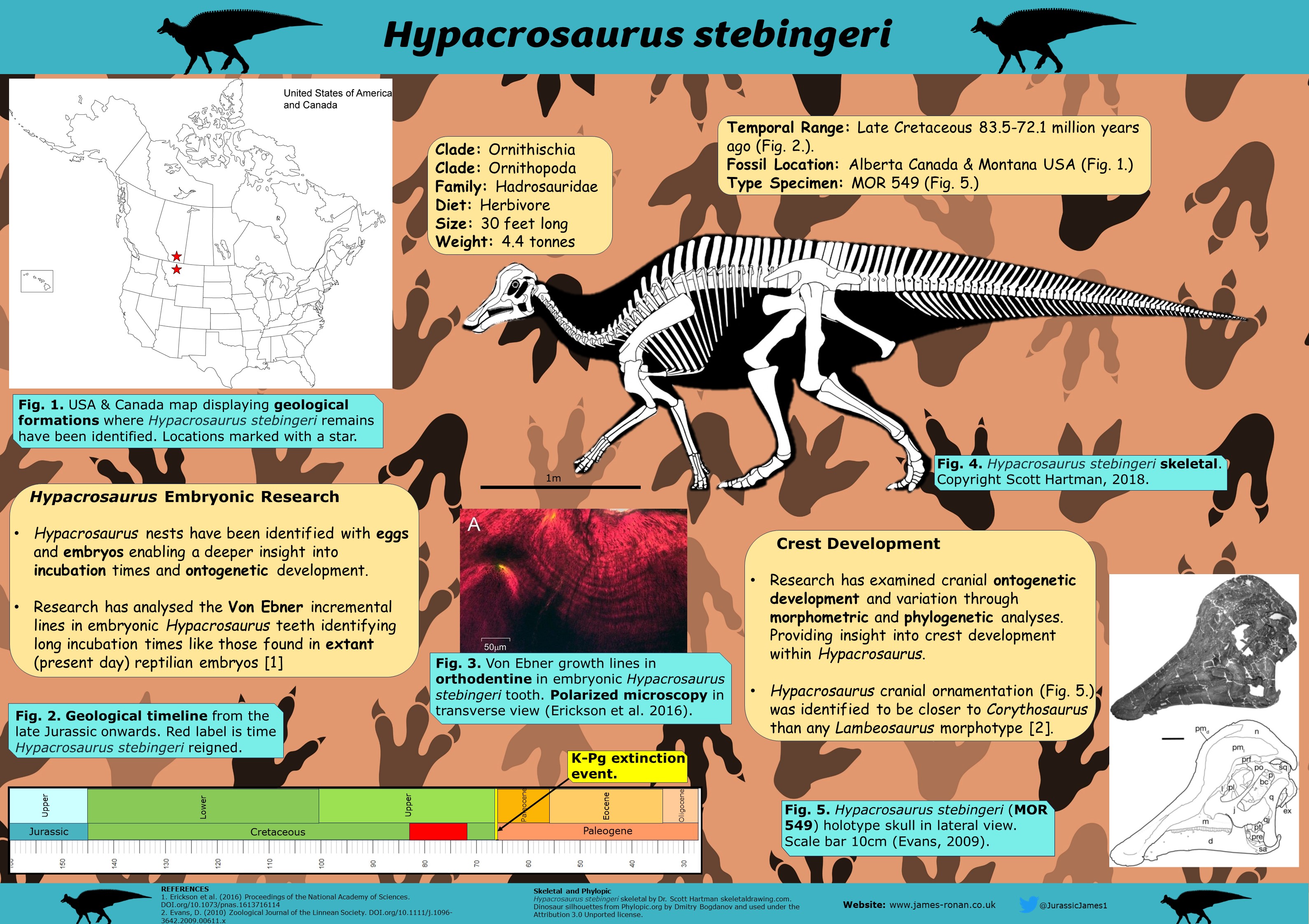 Hypacrosaurus stebingeri – James Ronan Palaeontologist