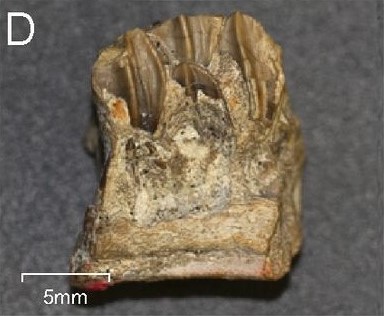 Hypacrosaurus stebingeri – James Ronan Palaeontologist