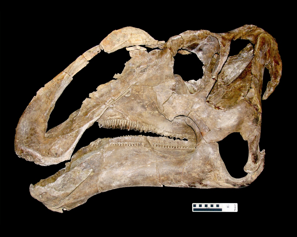 Gryposaurus monumentensis – James Ronan Palaeontologist