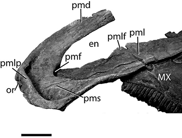 Gryposaurus monumentensis – James Ronan Palaeontologist