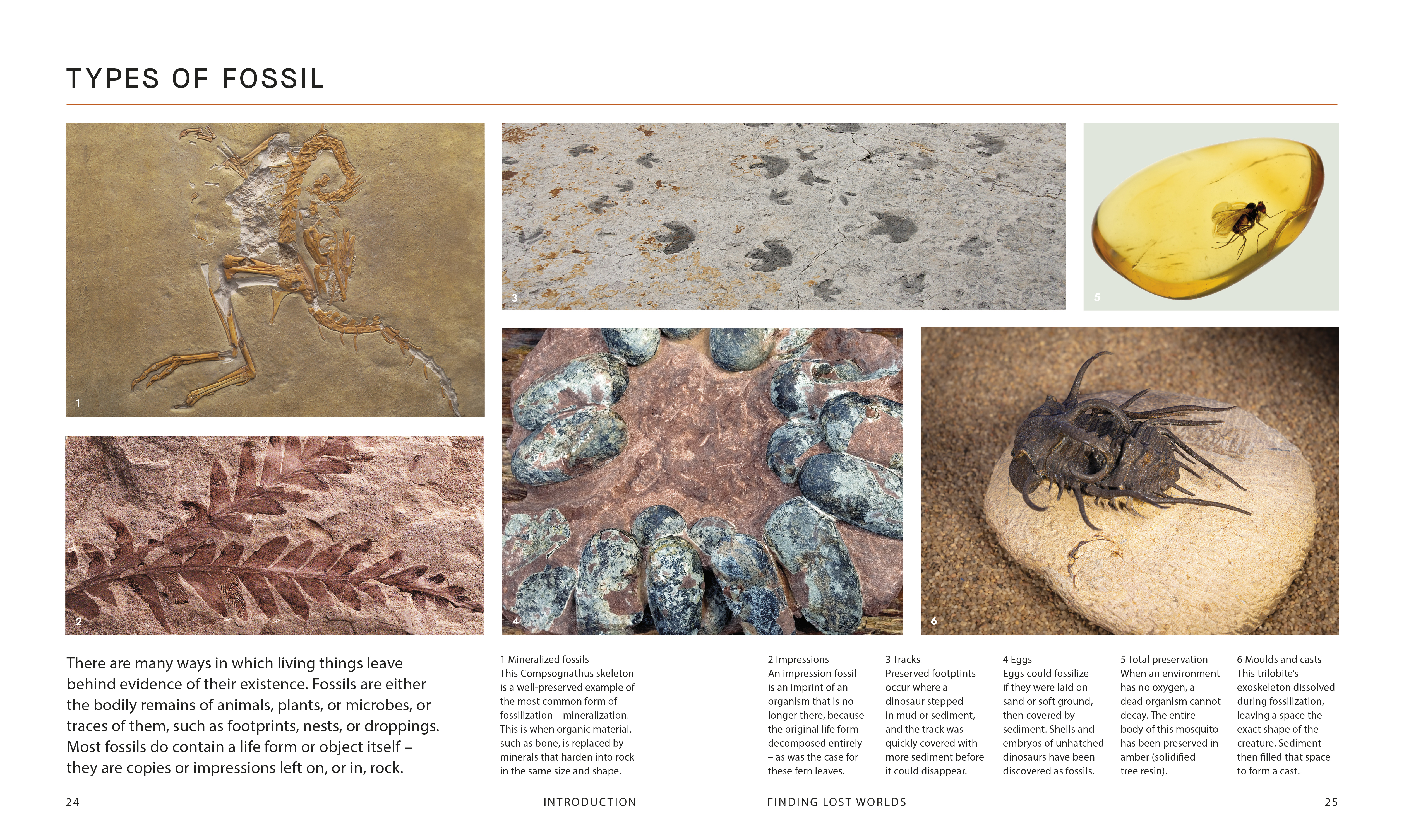 Walking With Dinosaurs 2025 Companion Book Review – James Ronan ...