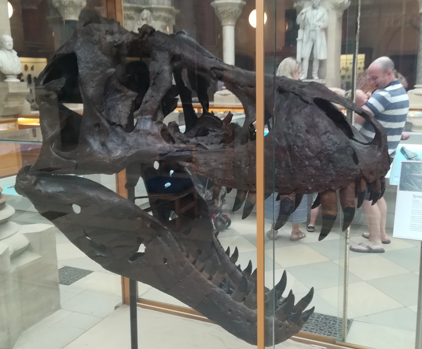 The Secrets of Tyrannosaurs: Growth, Dominance, and Evolution – James ...