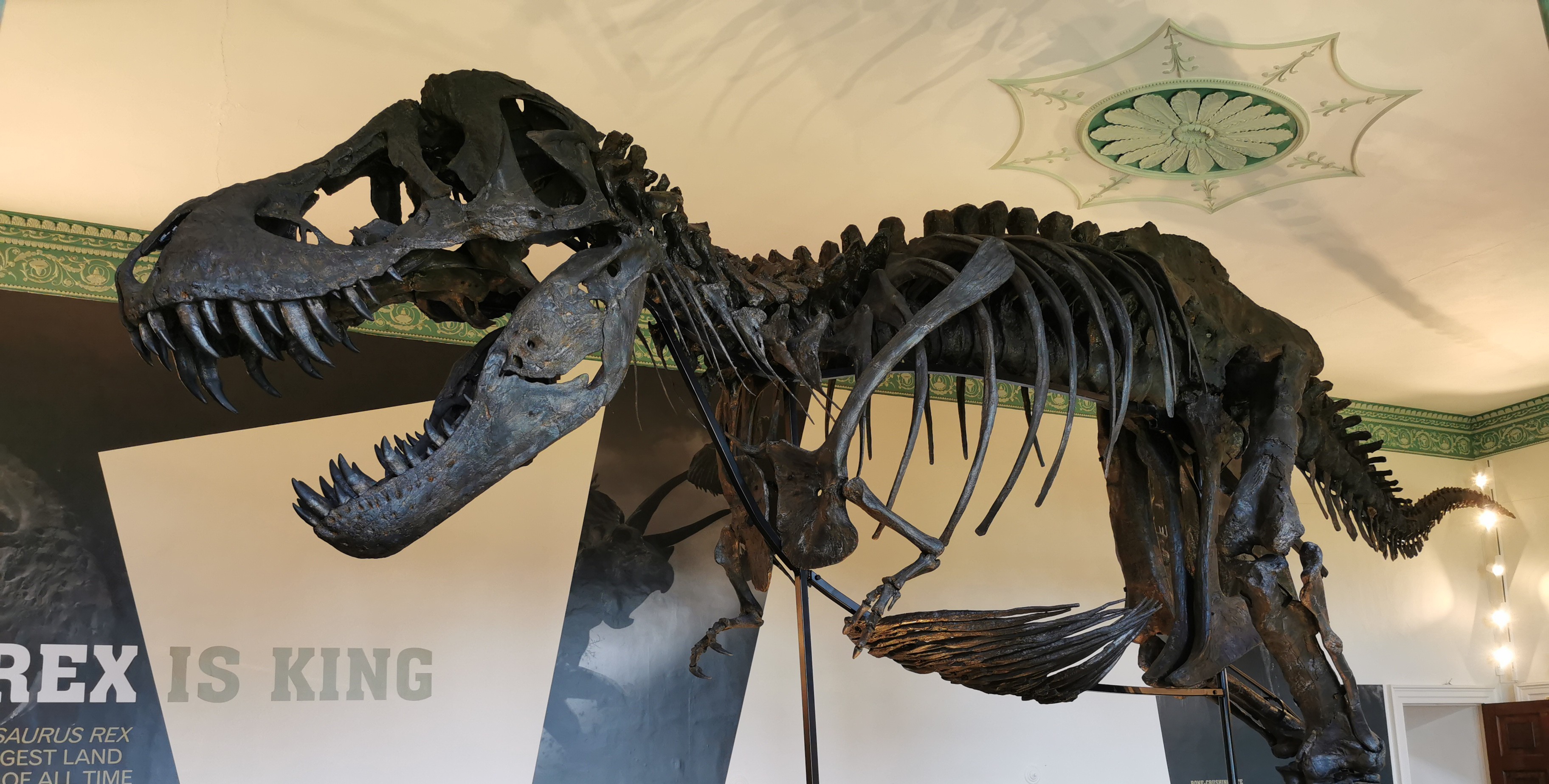 The Secrets of Tyrannosaurs: Growth, Dominance, and Evolution – James ...