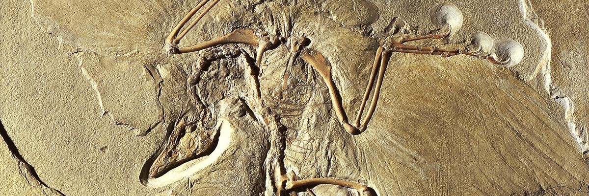 Unravelling Feathered Dinosaurs: Evolution Insights – James Ronan ...